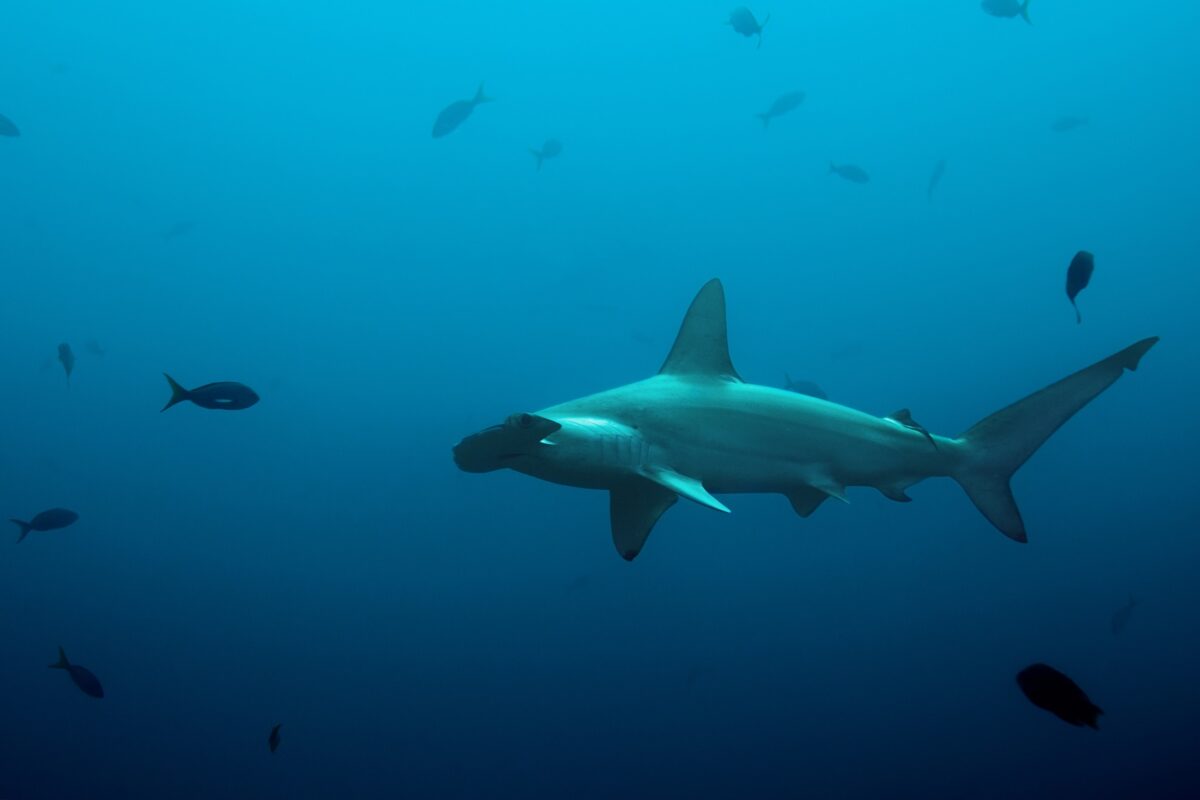 Shark Encounters in the Bahamas - Fabulous Five Shark Species You Won't ...