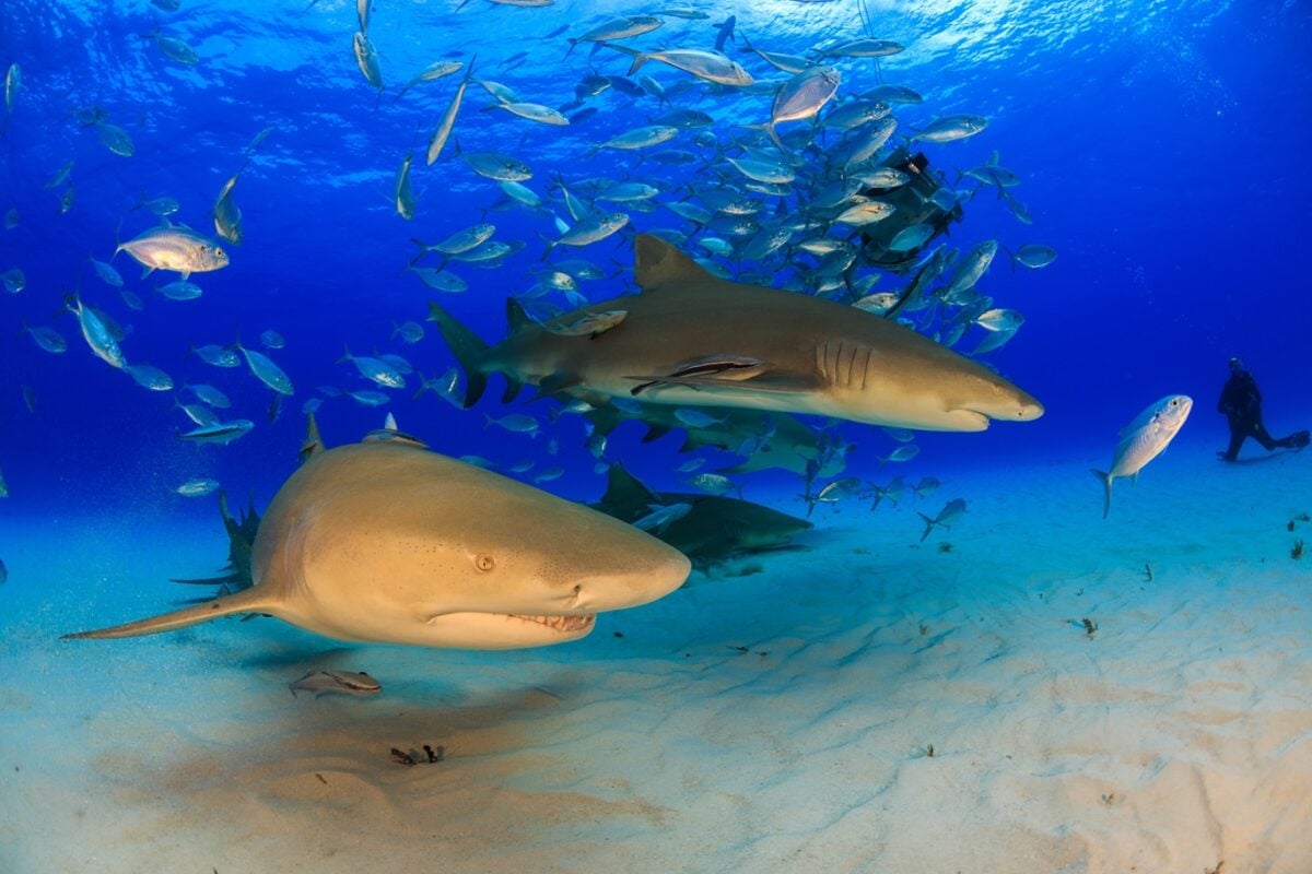 Shark Encounters in the Bahamas - Fabulous Five Shark Species You Won't ...