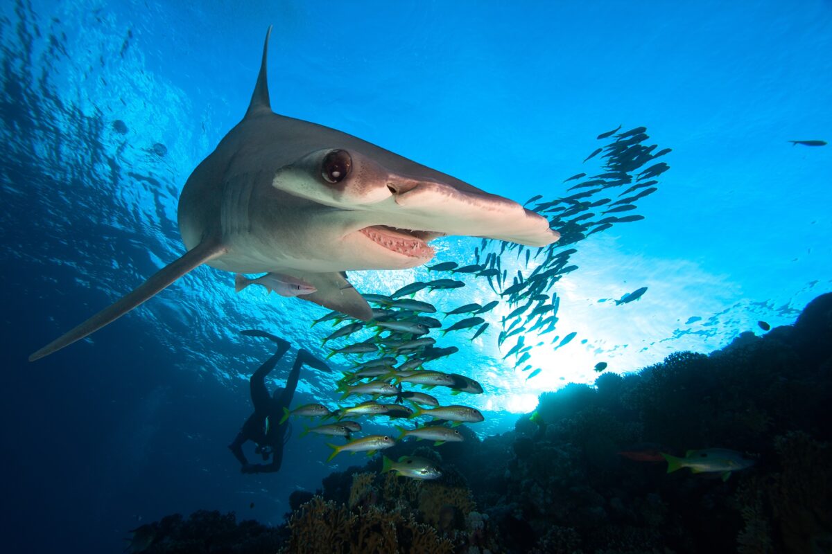 Discovering the Hidden Gem of the Red Sea: Diving Elba Reef ...