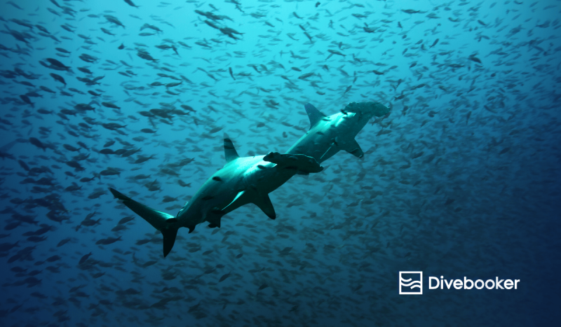 Hammerhead Shark Galápagos: Dive Guide & Best Sites (2026)